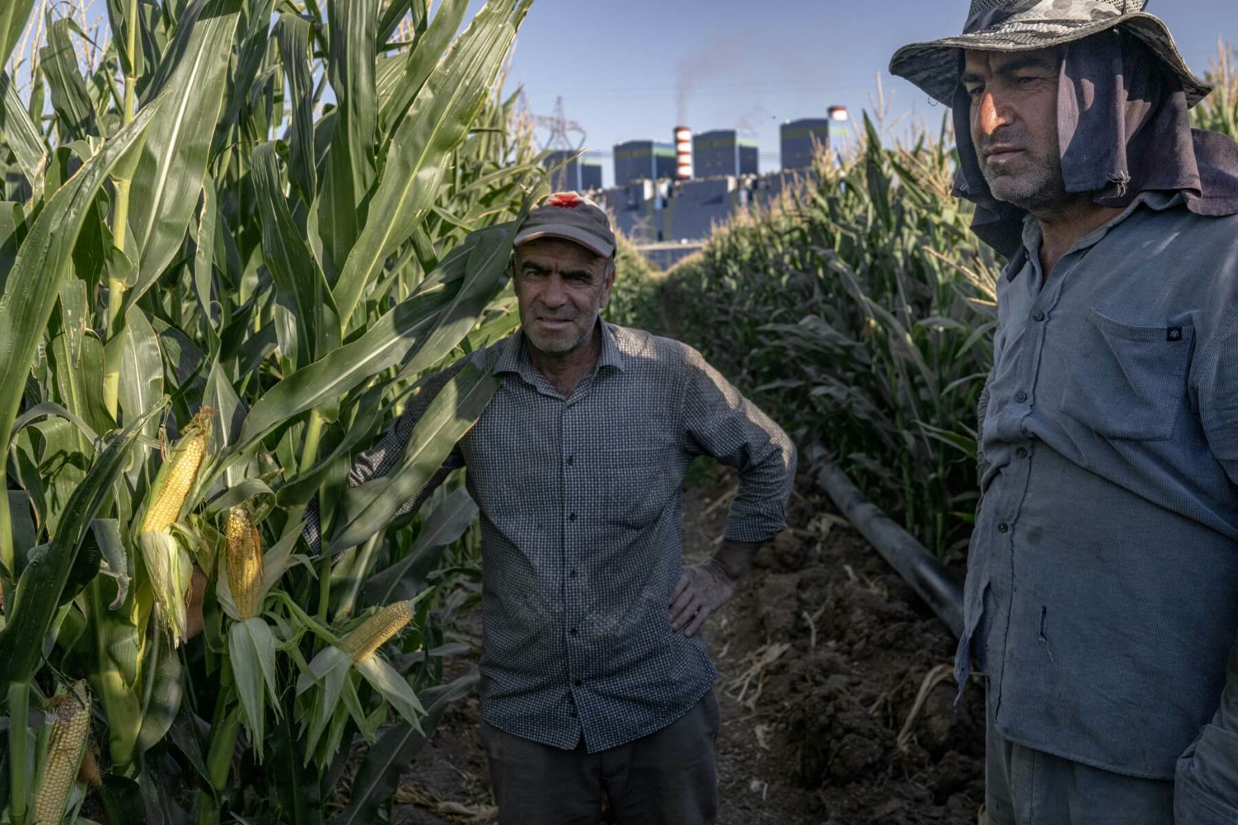 Turkey eliminates corn tariffs ahead of harvest, sparking backlash from ...