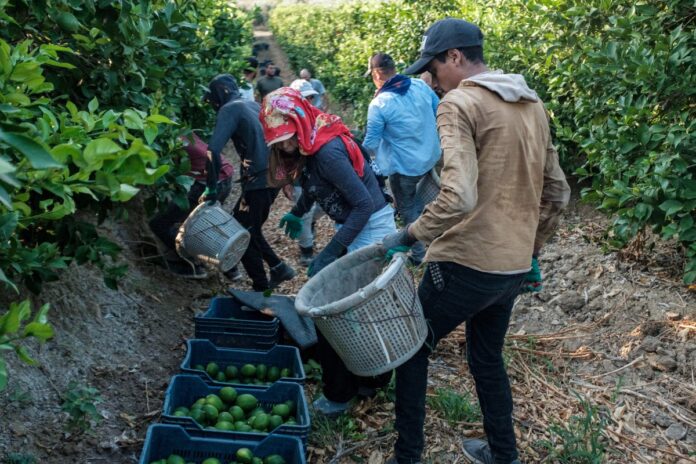 Turkey’s agricultural sector sheds 2.6 million jobs in two decades ...